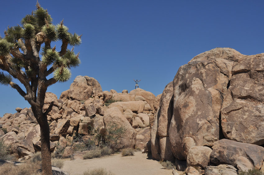 Guided Tour of Joshua Tree National Park