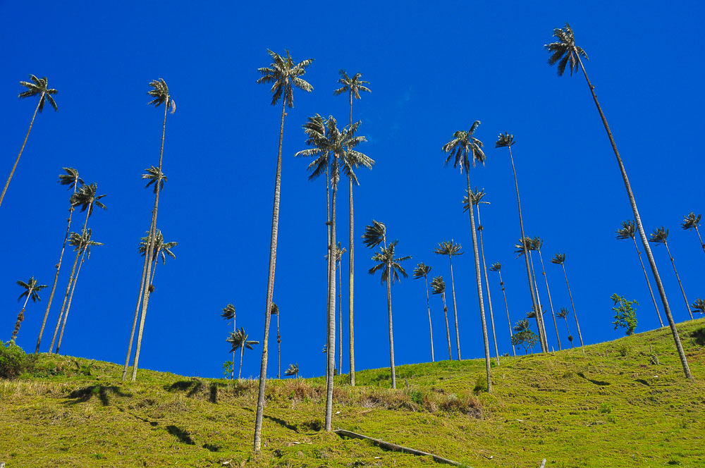 Exploring Valle del Cocora (Cocora Valley): All You Need to Know